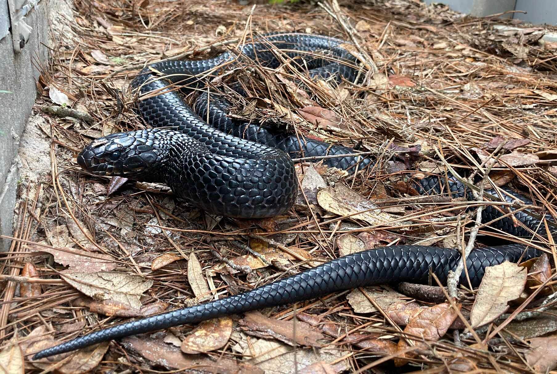 "Snake it Up" with these Florida Snake Attractions