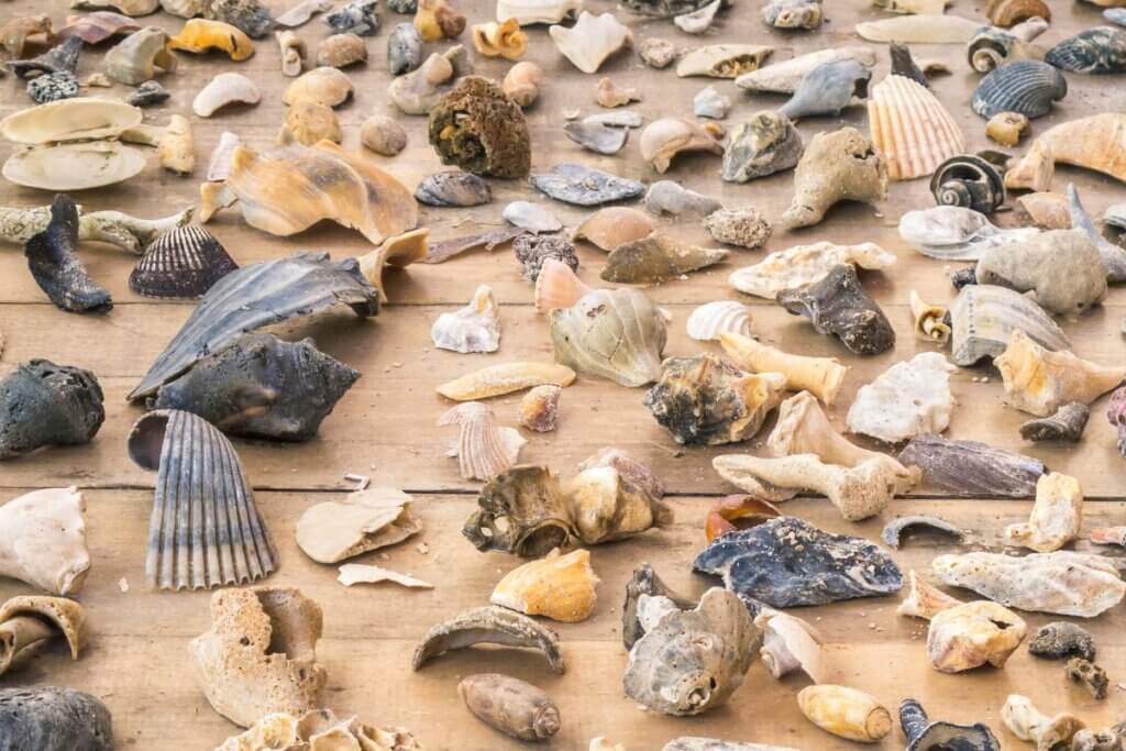 A Beginner’s Guide to Identifying Common Florida Seashells