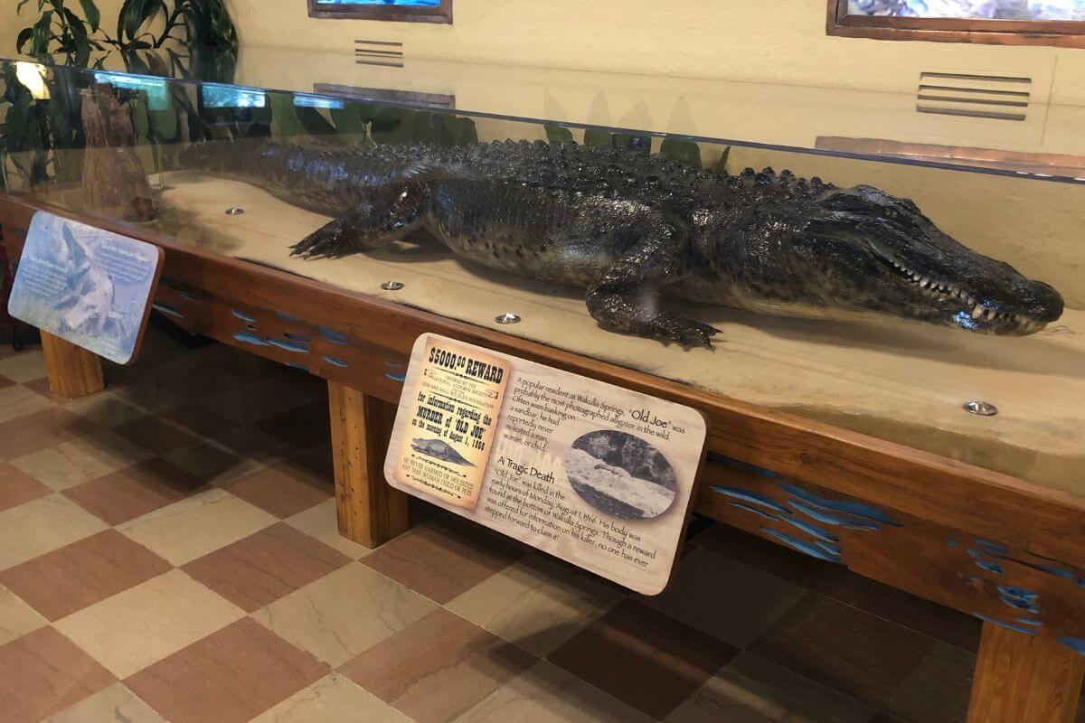Our Favorite Things to Do in Wakulla Springs