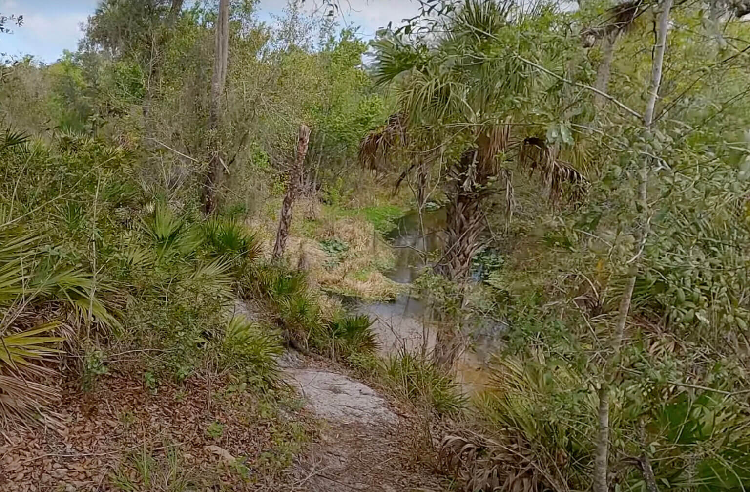 Tiger Creek Preserve: Part of Florida's Ancient Islands • Authentic Florida