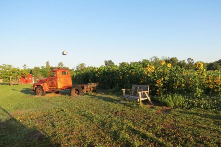22+ Best Sunflower Fields in Florida • Authentic Florida