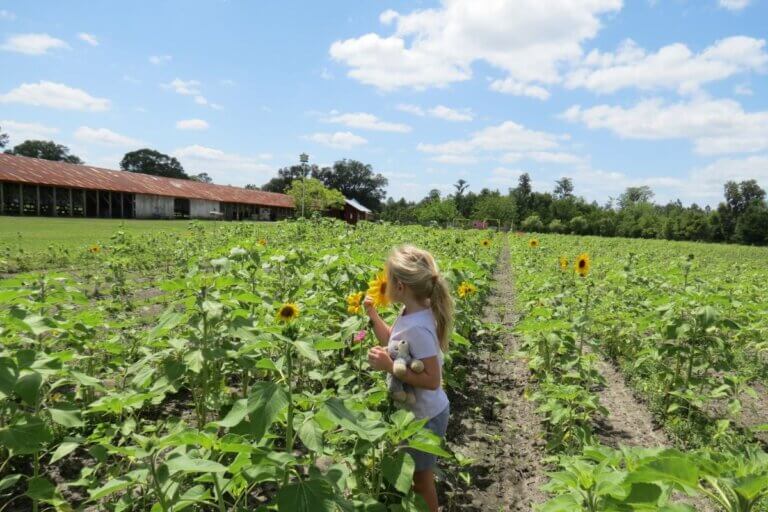 22+ Best Sunflower Fields in Florida • Authentic Florida