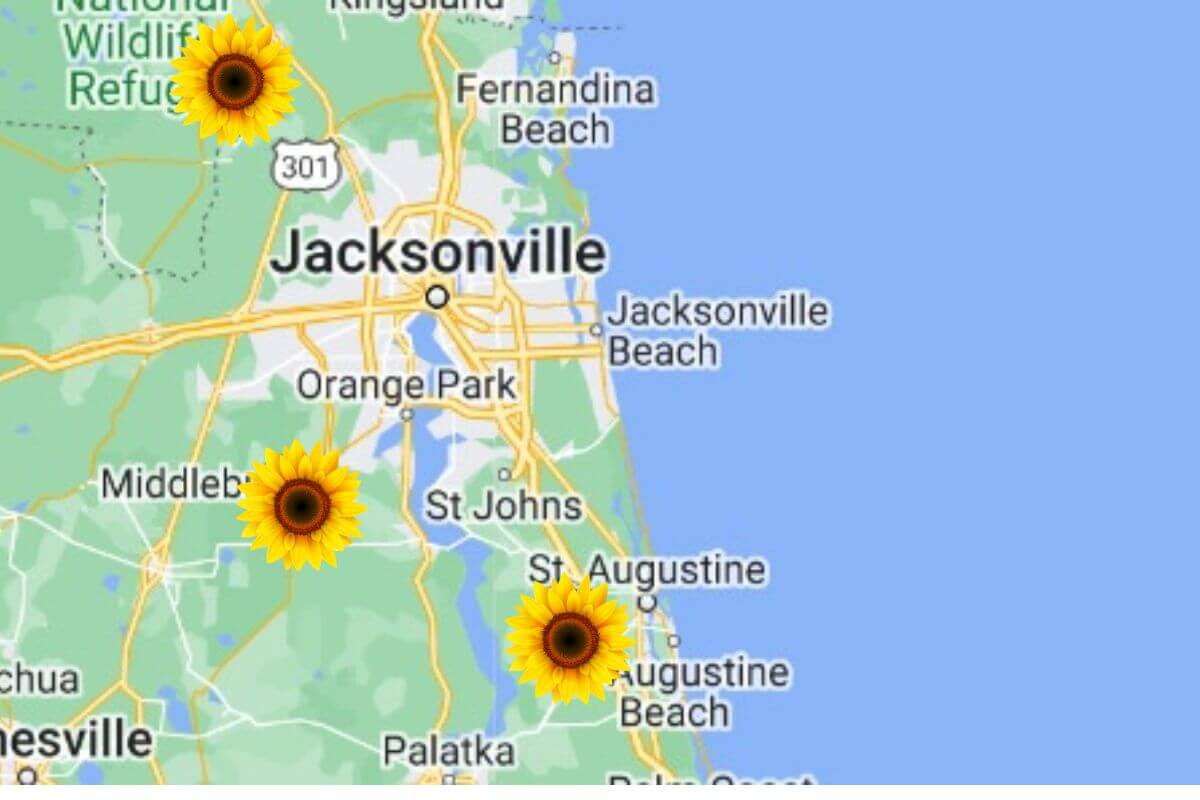22+ Best Sunflower Fields in Florida • Authentic Florida