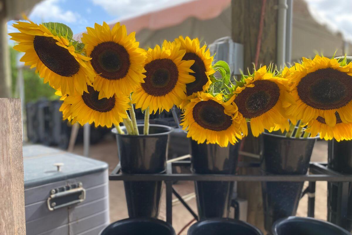 22+ Best Sunflower Fields in Florida • Authentic Florida