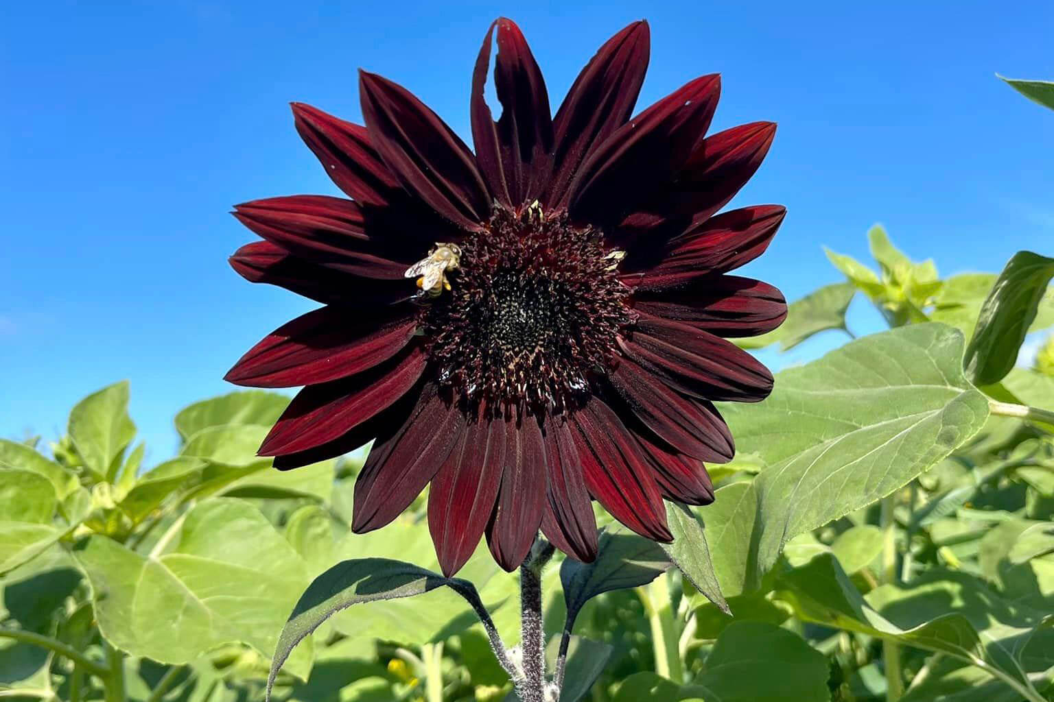 22+ Best Sunflower Fields in Florida • Authentic Florida