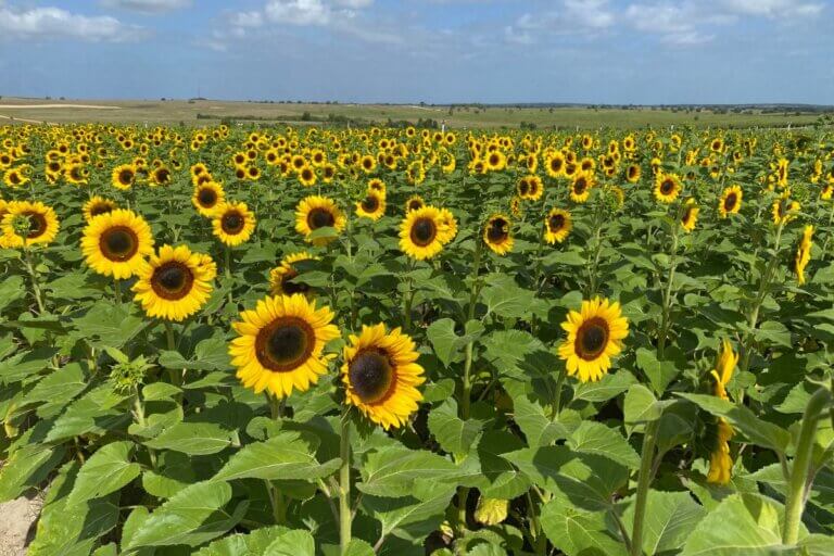 22+ Best Sunflower Fields in Florida • Authentic Florida