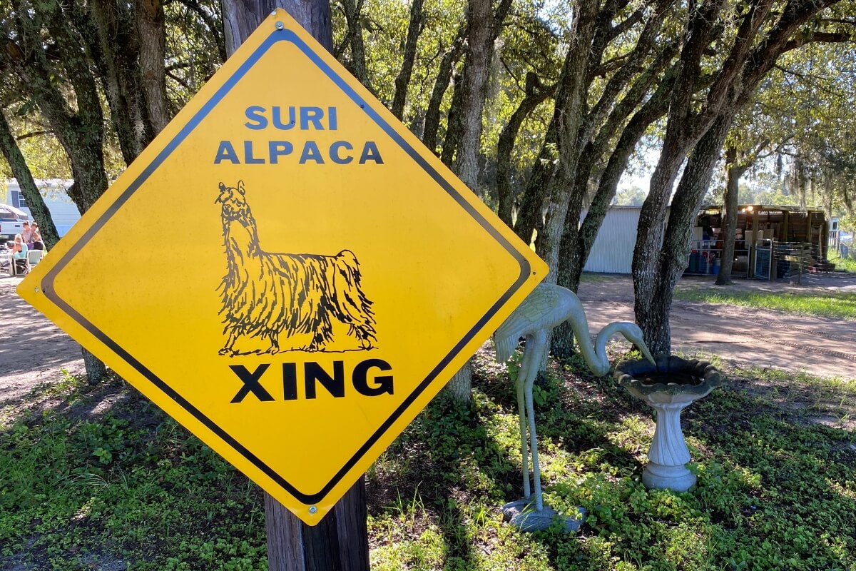 Try This Baby Alpaca Yoga Class in Clermont, FL