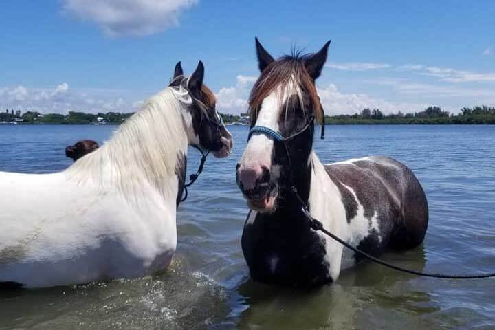 Our Favorite Places to Horse Around in Florida • Authentic Florida