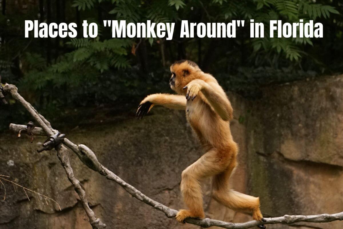 5 Places to See Monkeys in Florida • Authentic Florida