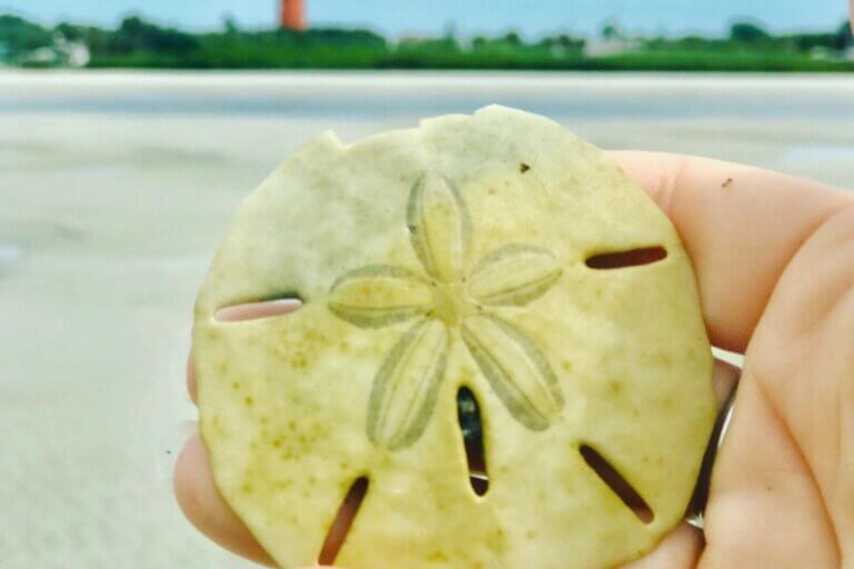 20 Best Places to Find Sand Dollars in Florida • Authentic Florida