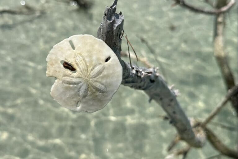 21 Best Places to Find Sand Dollars in Florida • Authentic Florida