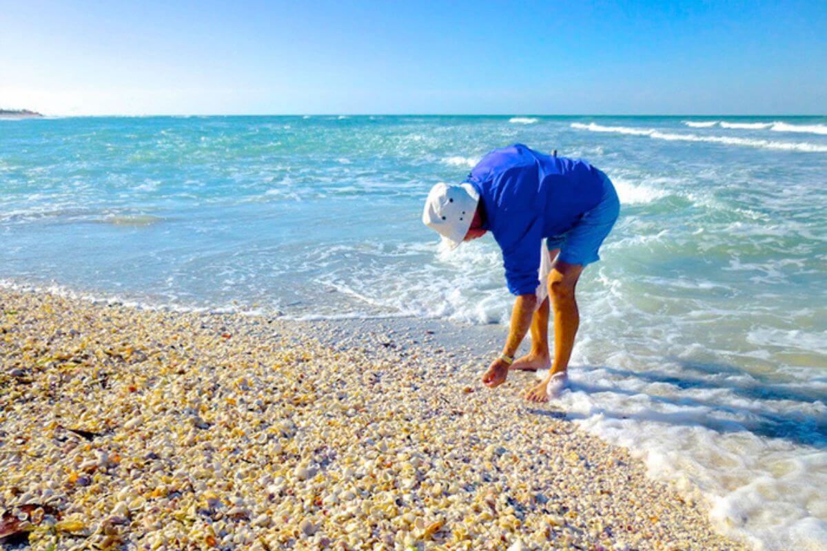 21 Best Places to Find Sand Dollars in Florida • Authentic Florida
