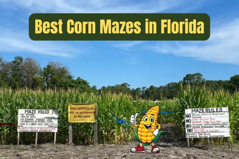 16 Best Florida Corn Mazes in 2023 • Authentic Florida