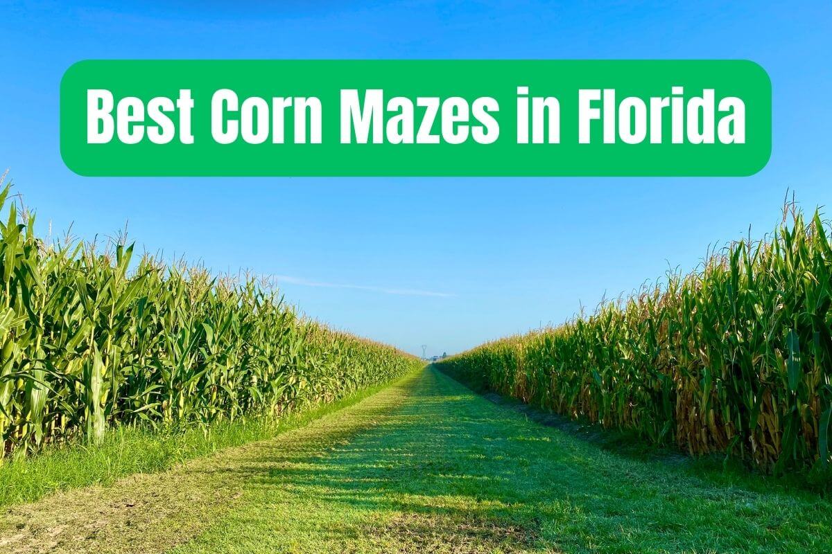 16 Best Florida Corn Mazes in 2023 • Authentic Florida